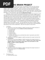 Zombie Menu Brain Project PDF | PDF | Central Nervous System | Nervous ...