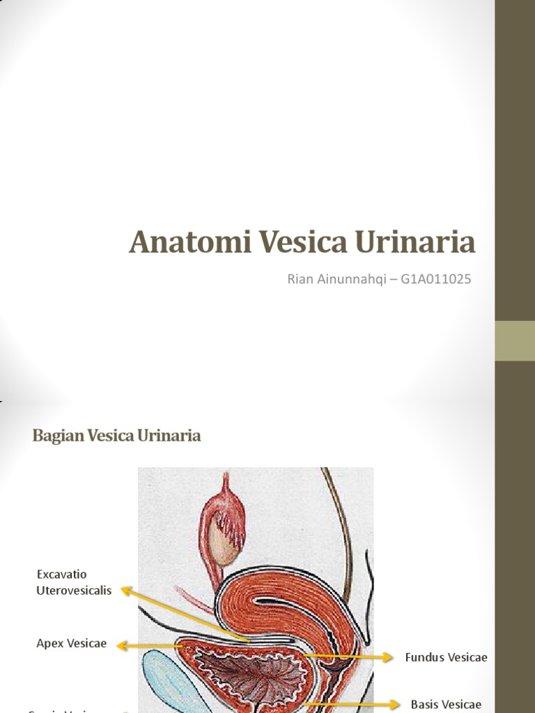Anatomi Vesica Urinaria | PDF