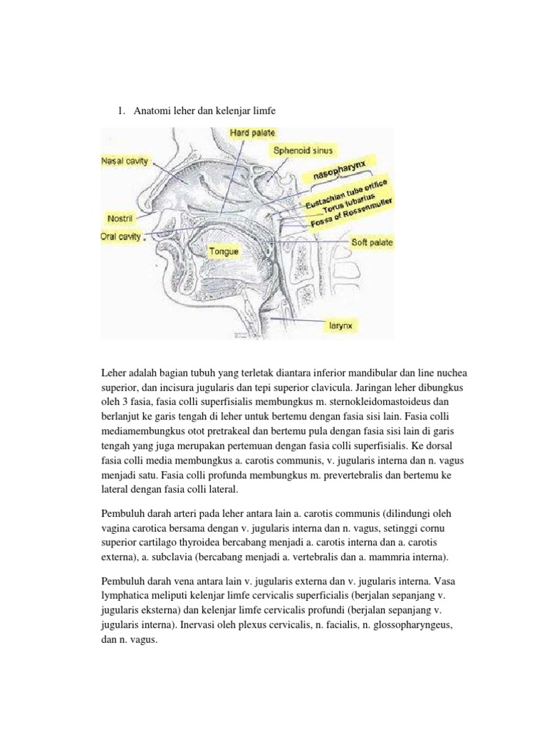 Anatomi Leher Dan Kelenjar Limfe | PDF