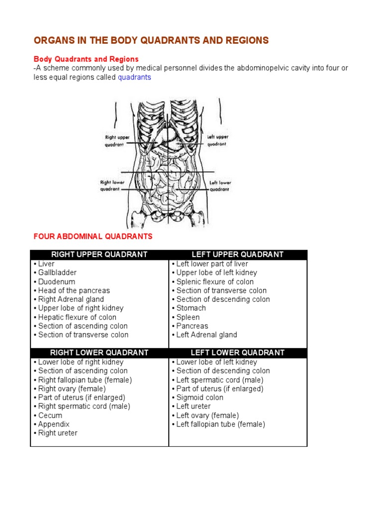 Organs in The Body Quadrants and Regions | PDF | Abdomen | Large Intestine