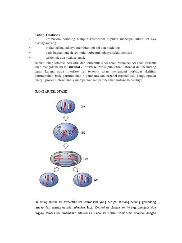 TELOFASE | PDF