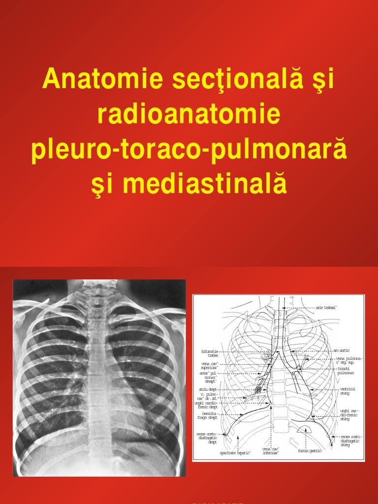 Topografie Torace | PDF