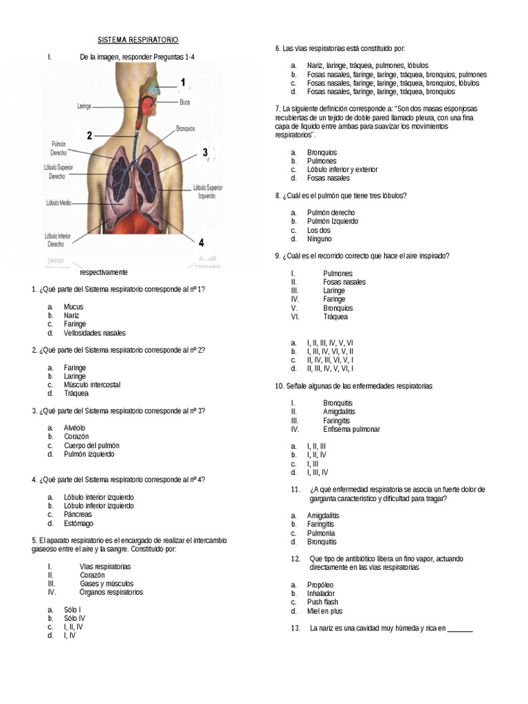 HOJA de TRABA Respiratorio | PDF | Pulmón | Sistema respiratorio