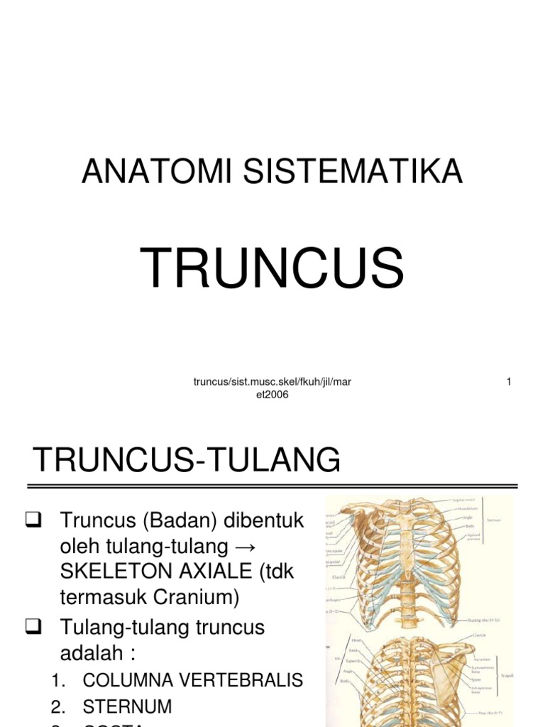 Bab 08 Truncus | PDF