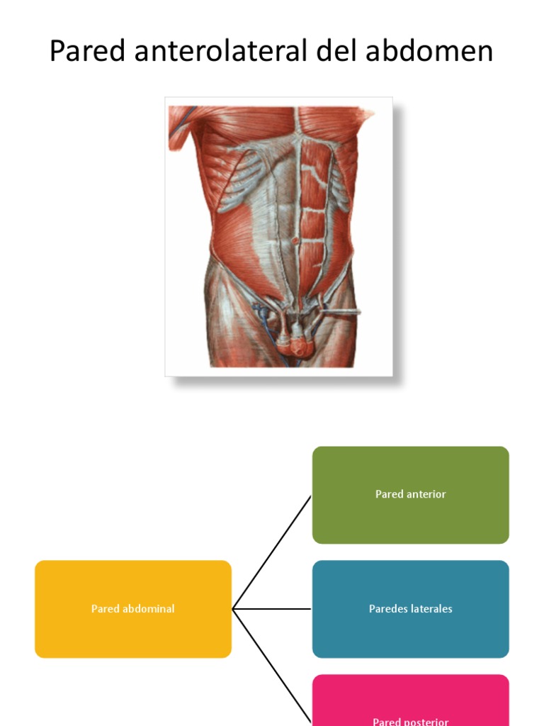 Anatomia de Abdomen | Abdomen | Anatomía de los primates