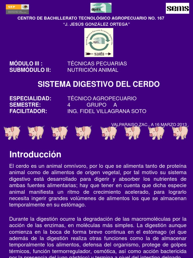 Sistema Digestivo del Cerdo | PDF | Digestión | Sistema digestivo humano