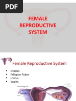 Male Reproductive System | PDF | Testicle | Prostate