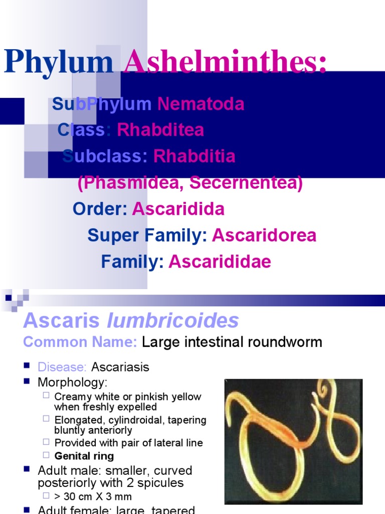 Ascaris lumbricoides Taxonomy and Disease | PDF | Medical Specialties ...