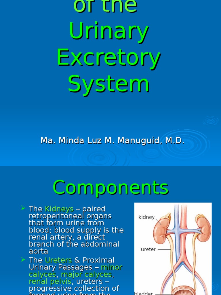 Urinary Excretory System: Ma. Minda Luz M. Manuguid, M.D | PDF | Kidney ...
