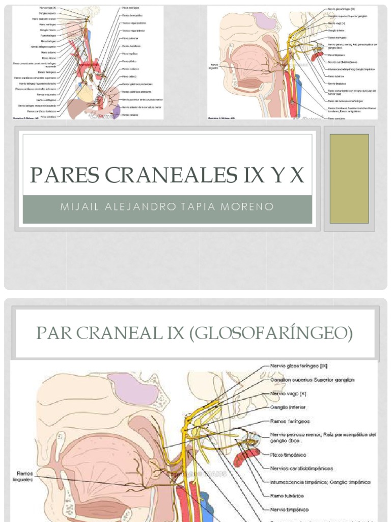 Pares Craneales IX y X | Nervio vago | Anatomía