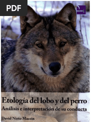Cómo Puedes Distinguir Un Lobo De Un Perro