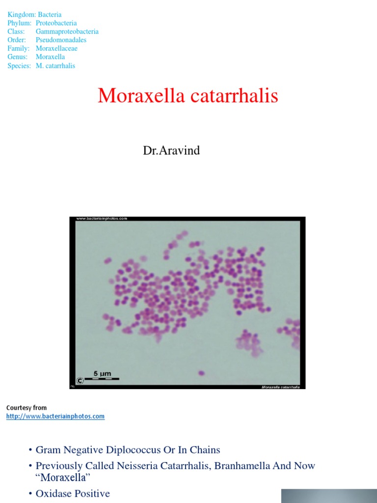 Moraxella | PDF