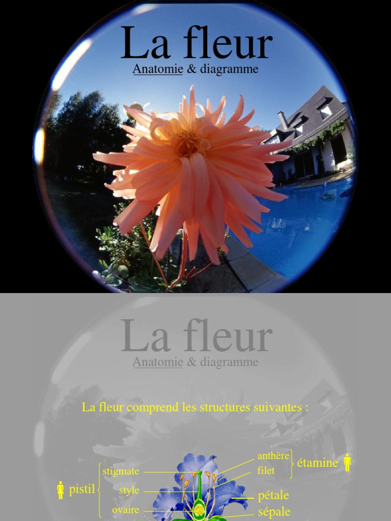 Fleur | PDF | Fleurs | Plantes domestiquées
