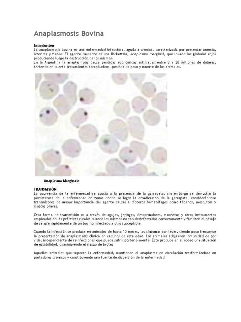 Anaplasmosis Bovina | PDF | Vacas | Anemia