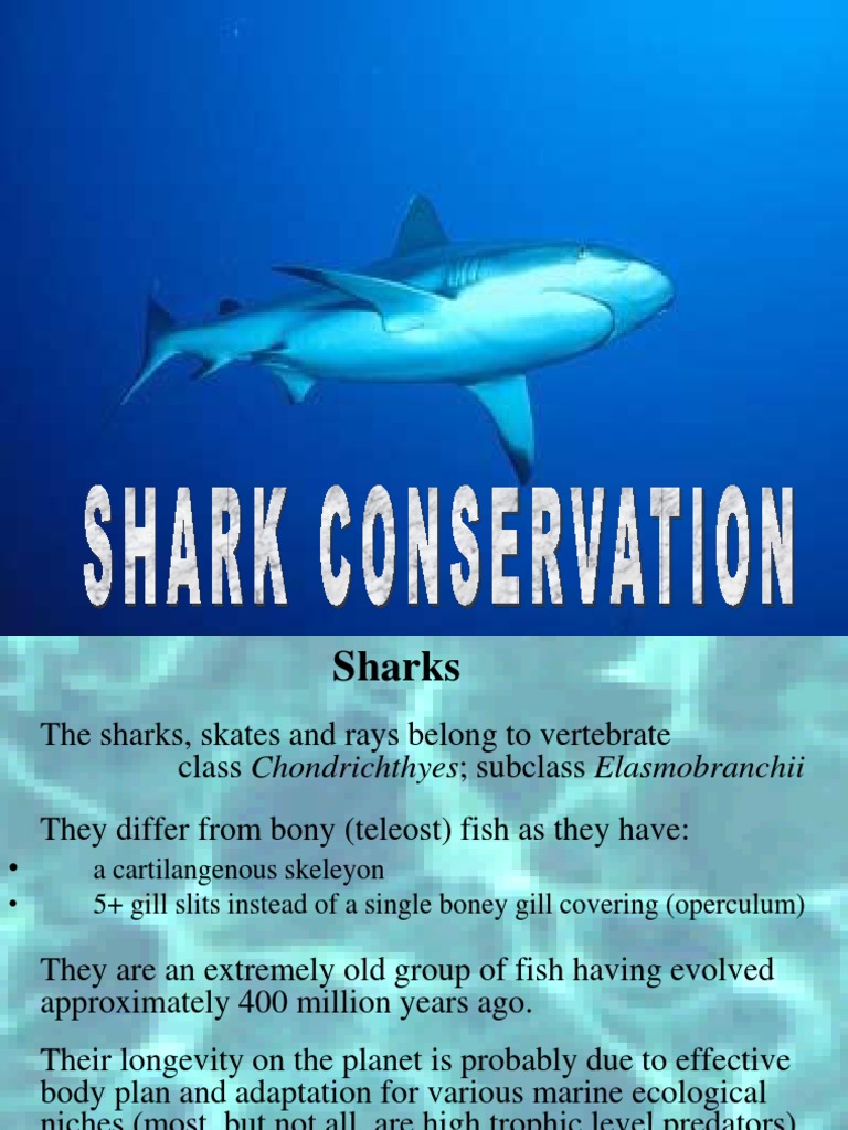 SHARK CONSERVATION.ppt | Sharks | Senses