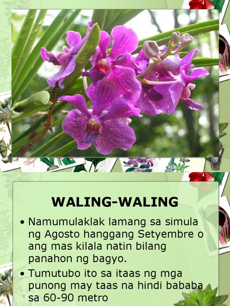Alamat ng Waling-Waling