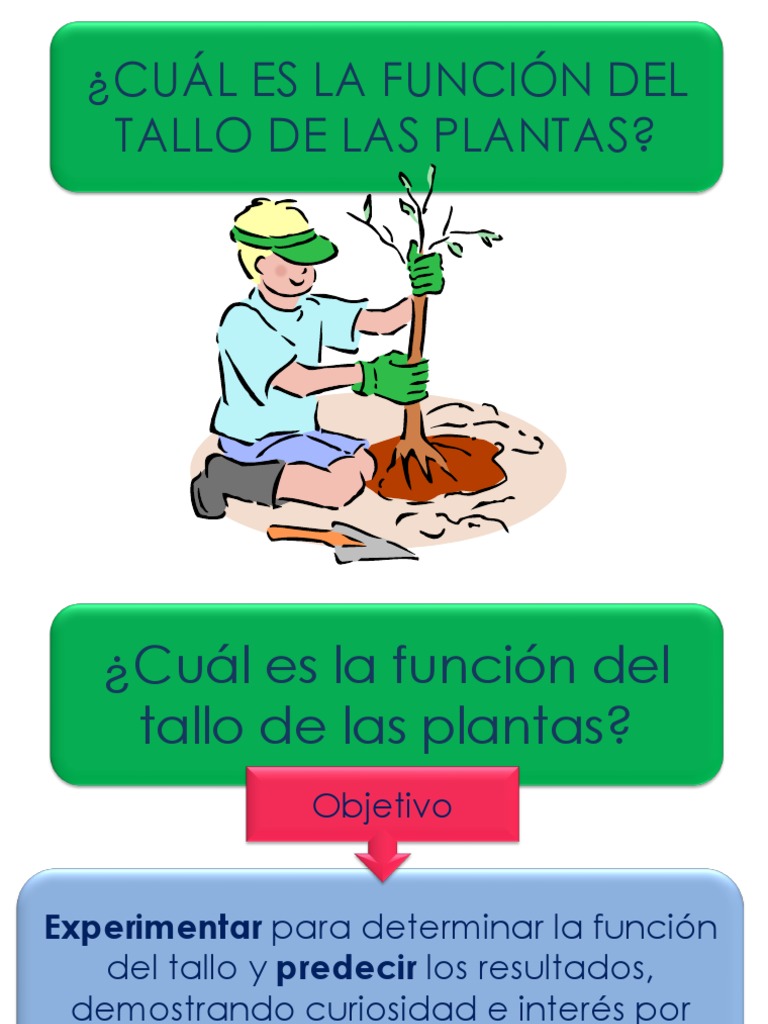 Función del Tallo en las Plantas | PDF