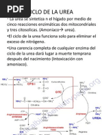 Ciclo de la Urea: Proceso y Enzimas | PDF | Bioquímica | Química