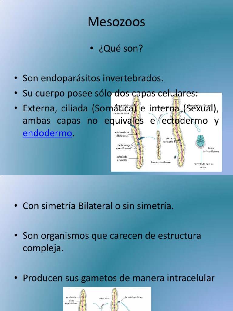 Intro Mesozoos y Pazazoos | PDF | Esponja | Zoología
