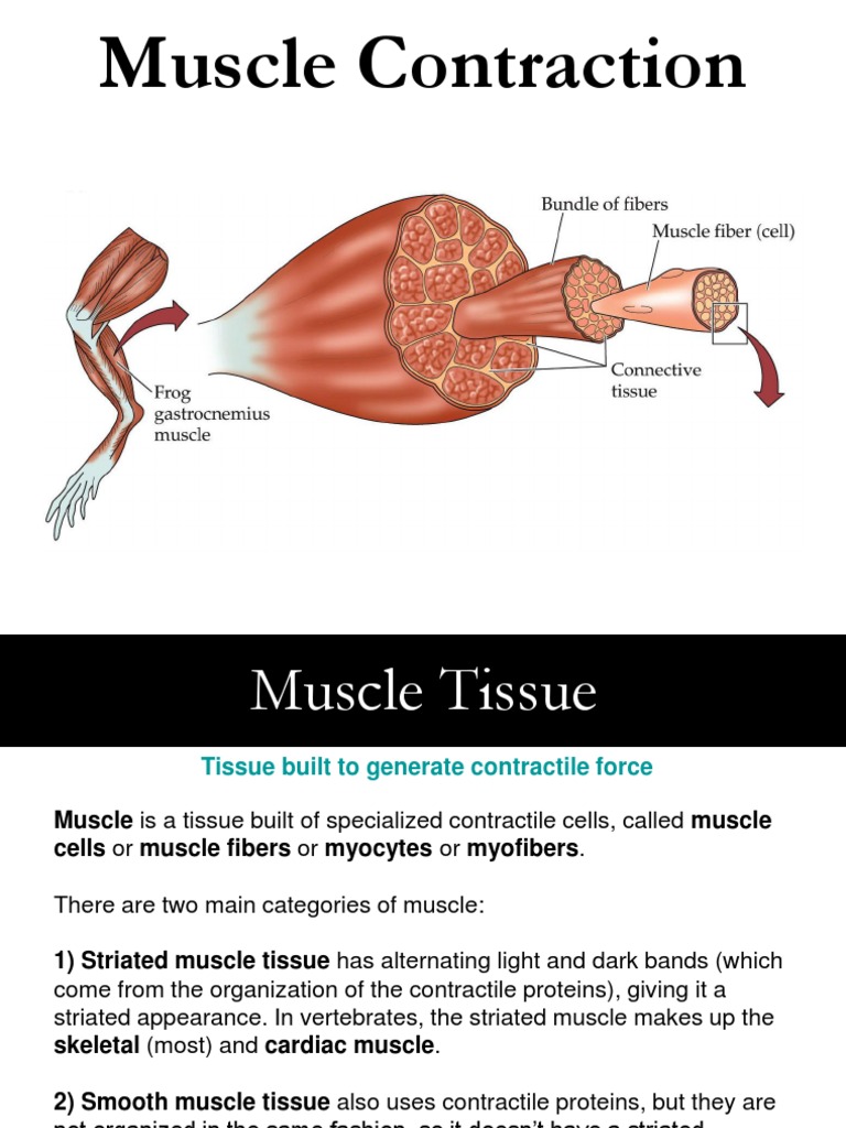 Muscle Contraction Explained | PDF | Muscle Contraction | Neuromuscular ...