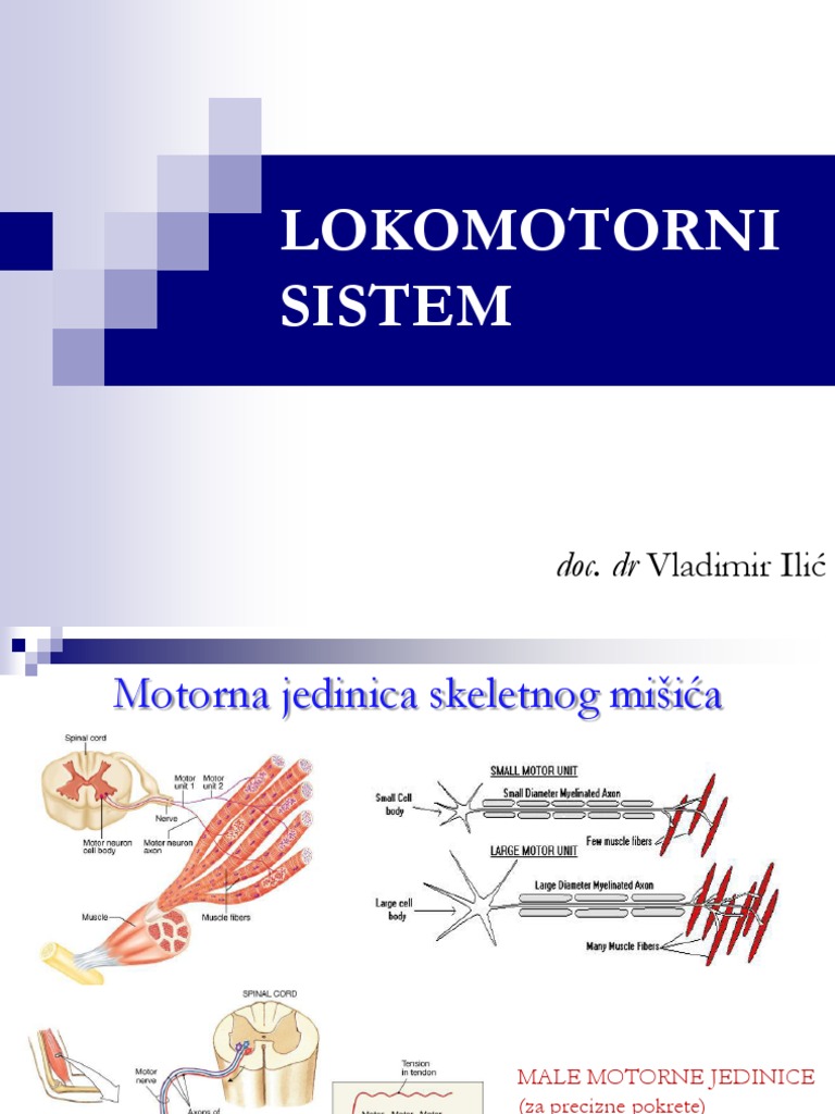 Lokomotorni Sis2 | PDF