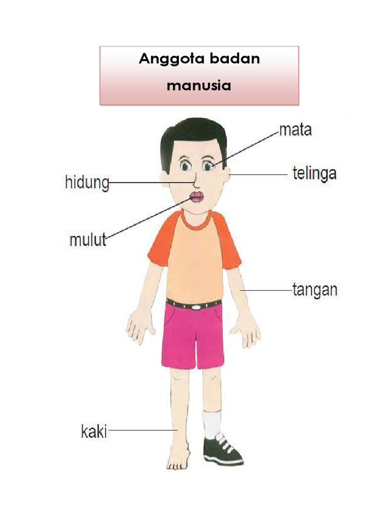 Anggota Badan Manusia | PDF