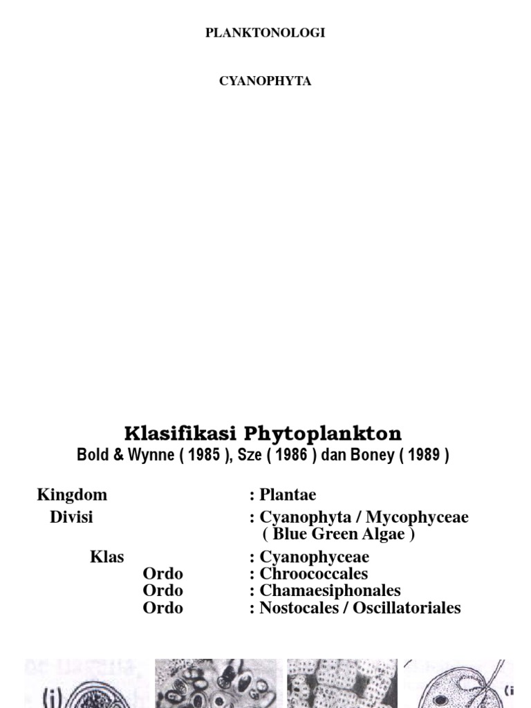 Cyanophyta | PDF