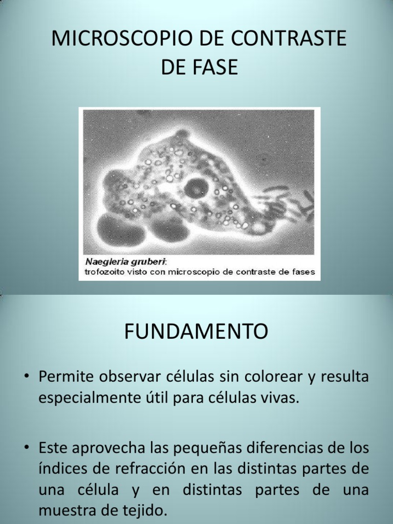 Microscopio de Contraste de Fase | PDF | Refracción | Ligero