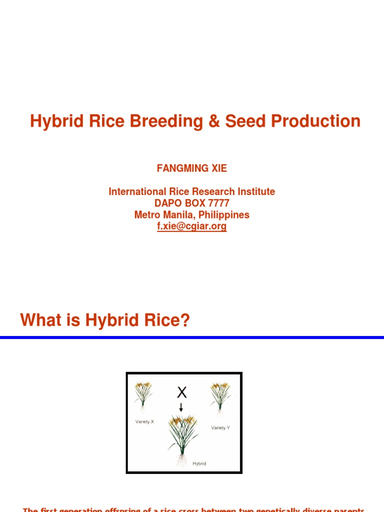 Hybrid Rice Breeding & Seed Production | PDF | Plant Breeding | Rice