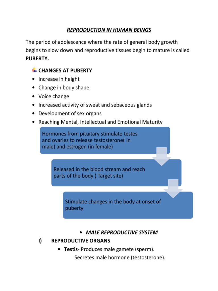 Reproduction in Human Beings | PDF | Reproductive System | Female Mammals