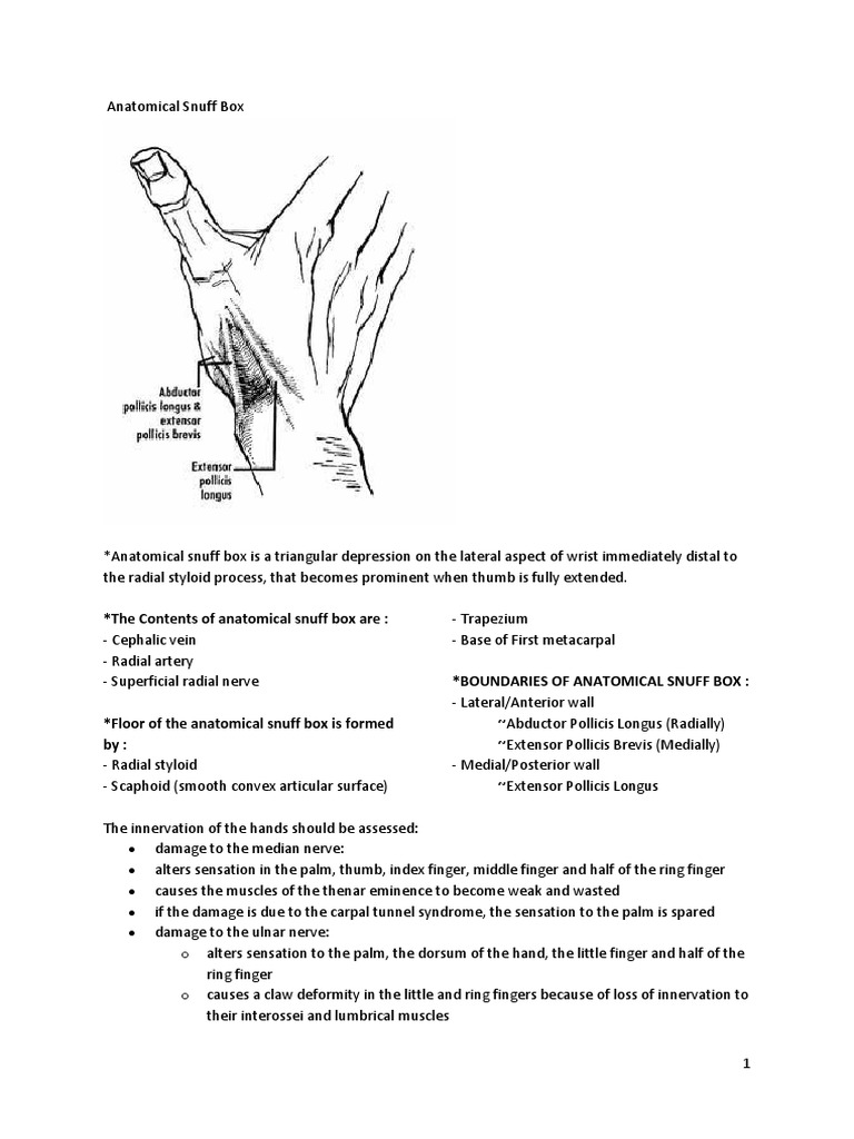 Anatomical Snuff Box | Thumb | Hand