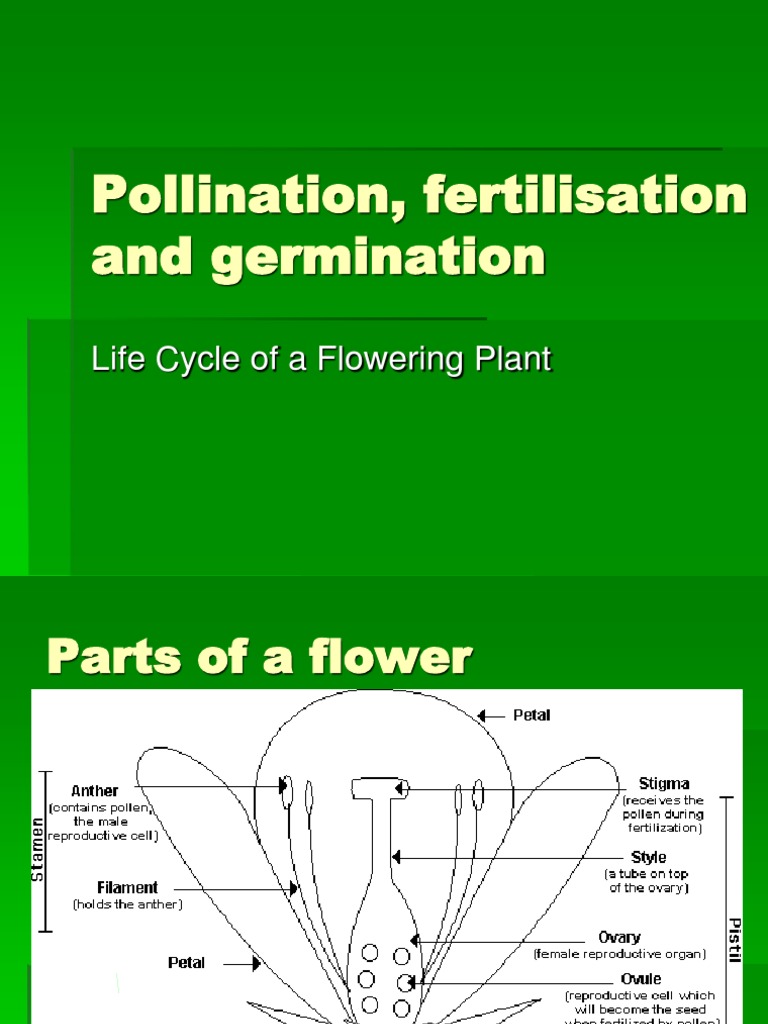 Pollination, Fertilisation and Germination | PDF | Pollination | Flowers