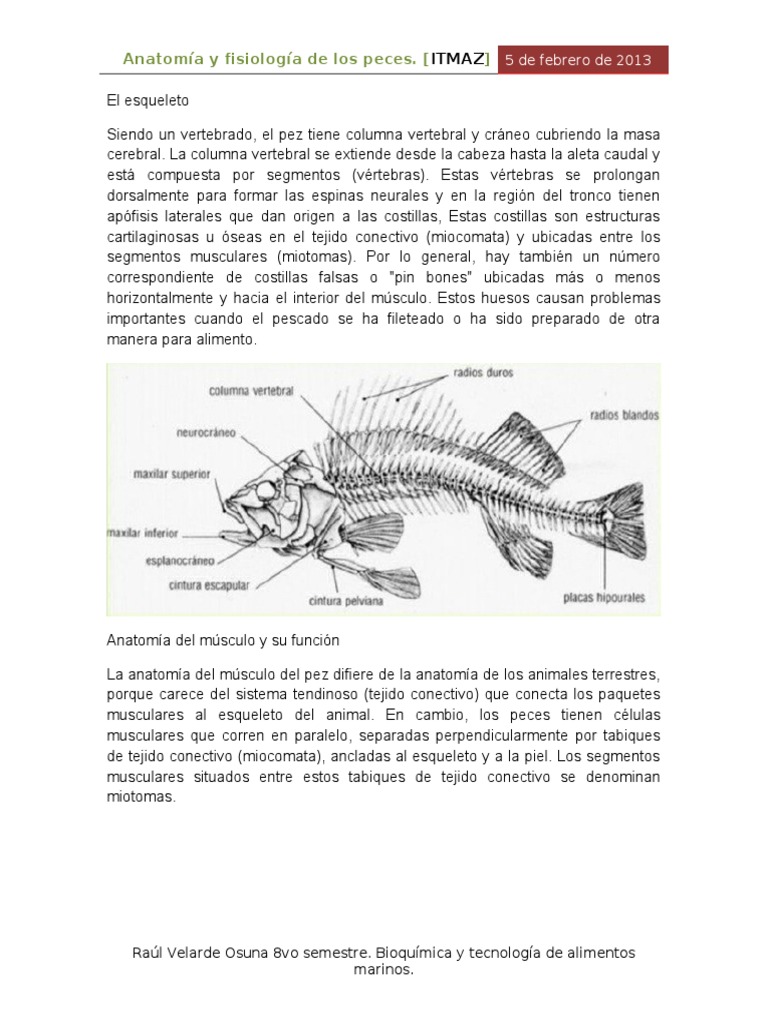 El Esqueleto y Musculos de Los Peces | Descargar gratis PDF | Músculo ...