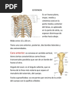 Anatomía de la Región Esternal | PDF | Sistema esquelético | Anatomía ...
