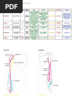 Lower Limb Mnemonics (Highlighted) | PDF | Human Leg | Foot