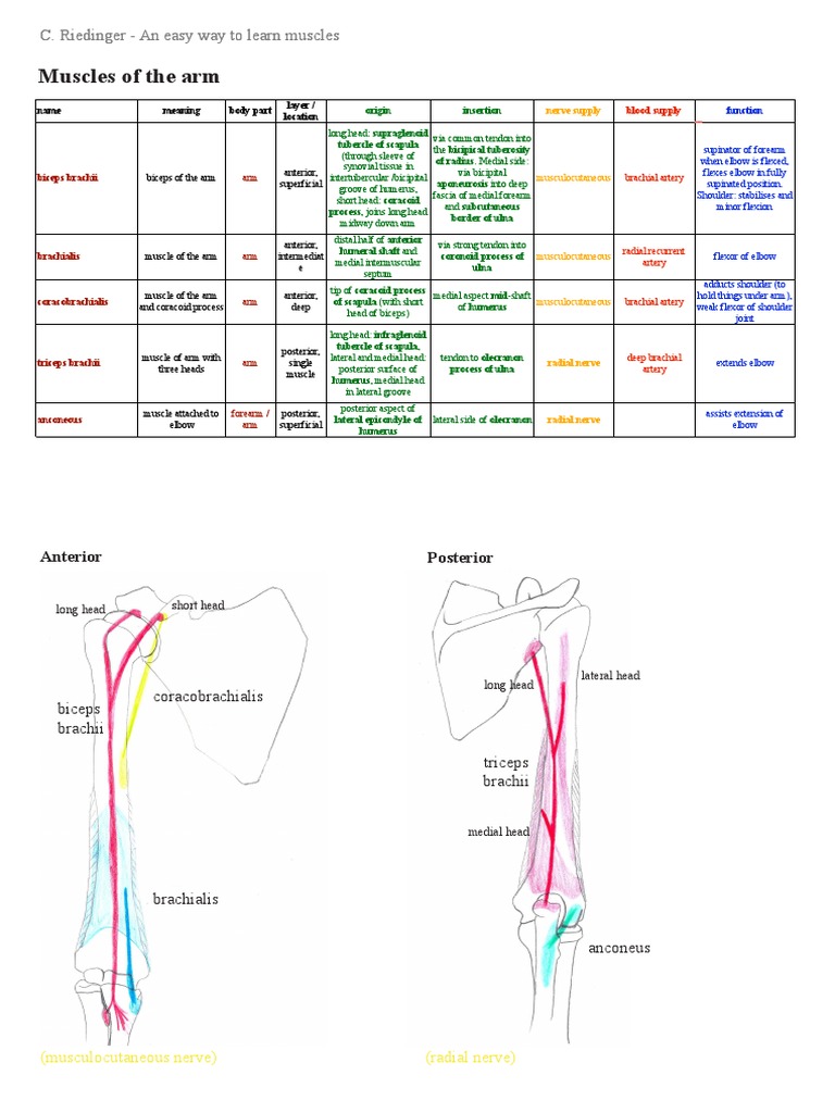 Muscles of the Upper Limb Made Easy | Thumb | Hand