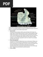Anatomi Maksila & Mandibula | PDF
