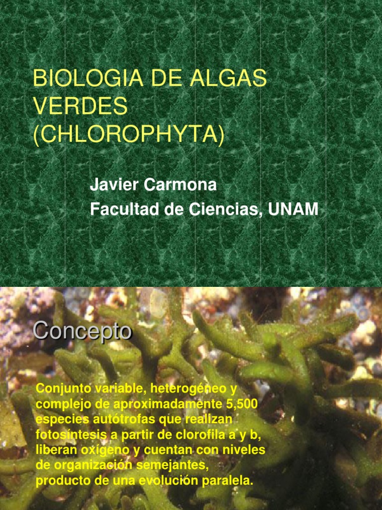 Clase Chlorophyta(1) | Mitosis | Cloroplasto