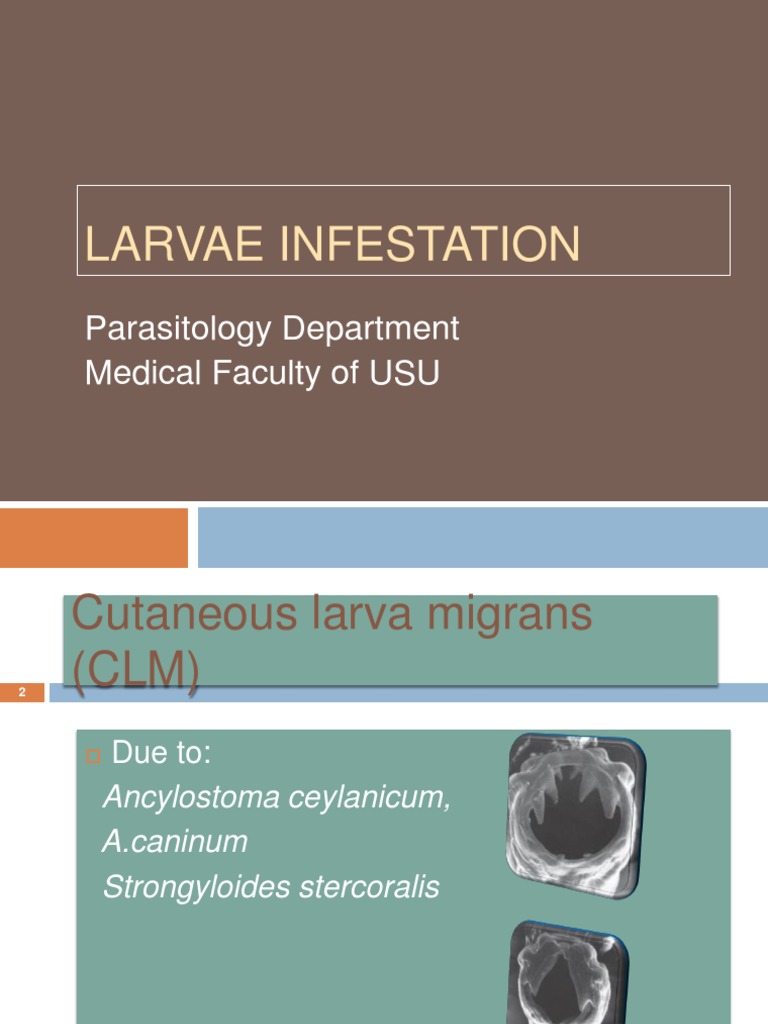 Larvae Infestation: Parasitology Department Medical Faculty of USU ...