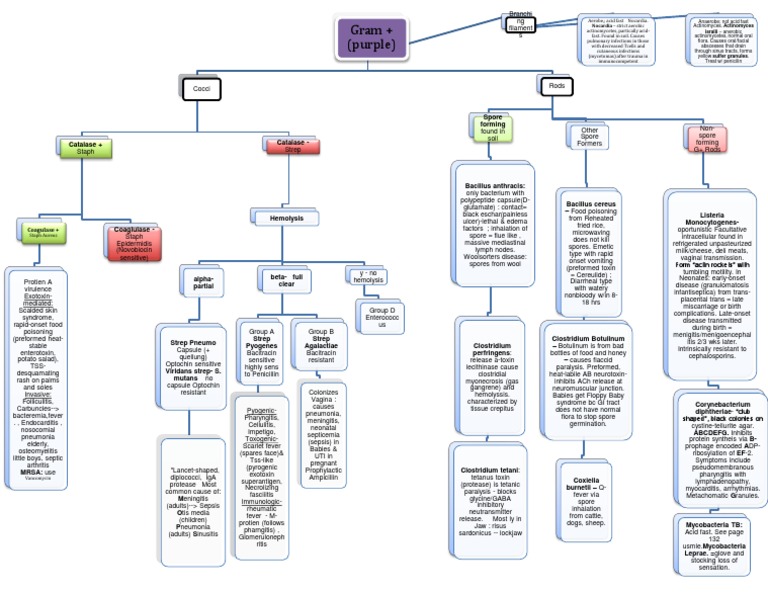 Gram Positive bacteria Chart | Streptococcus | Staphylococcus