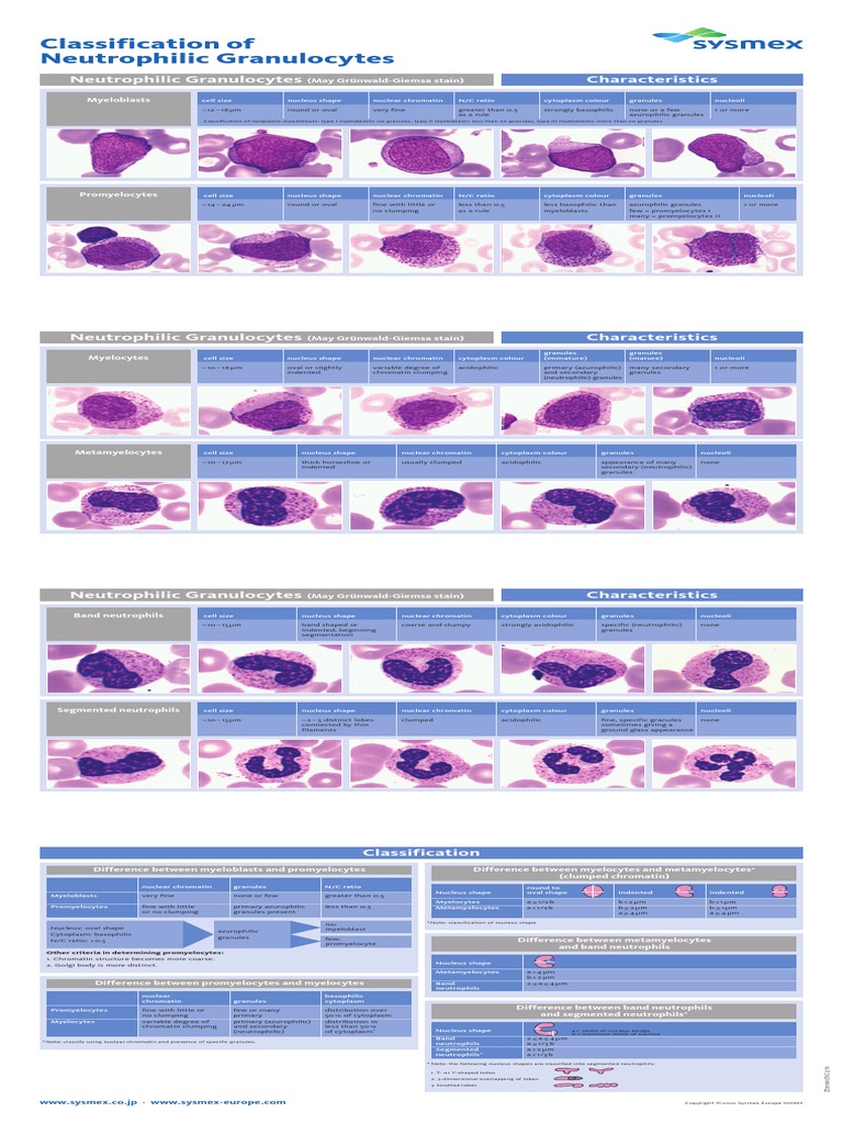 Classification of Neutrophilic Granulocytes | Granulocyte | Cell Anatomy