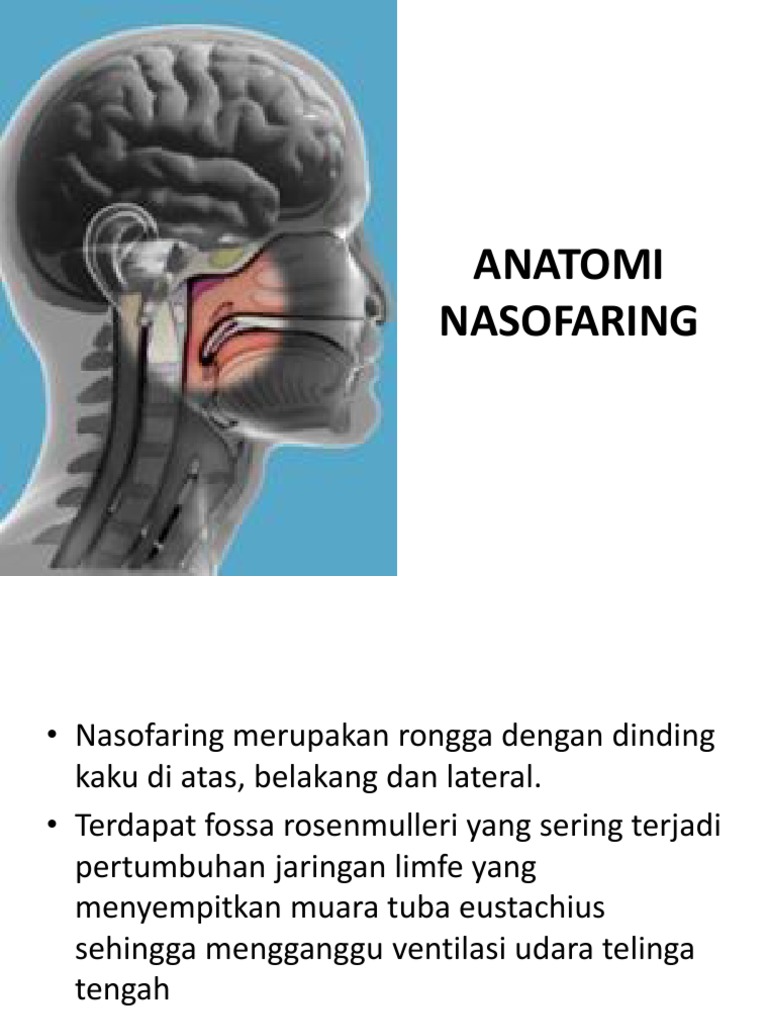 ANATOMI NASOFARING