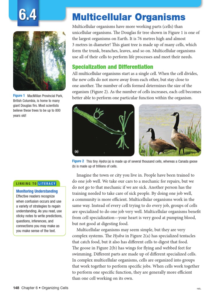Understanding Multicellular Organisms | PDF | Tissue (Biology) | Organ ...