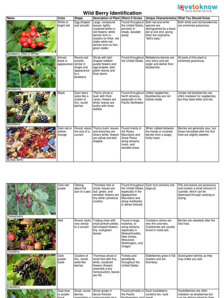 1336 Wild Berry Identification | Berry | Blueberry