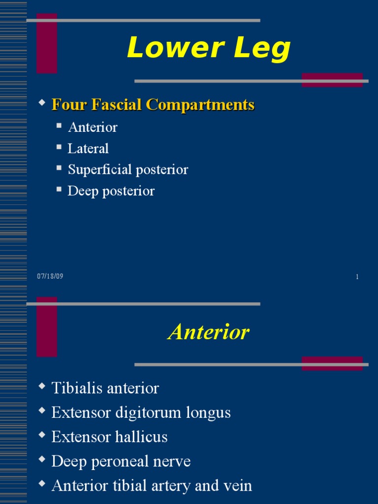 Lower Leg: Four Fascial Compartments | PDF | Musculoskeletal System ...