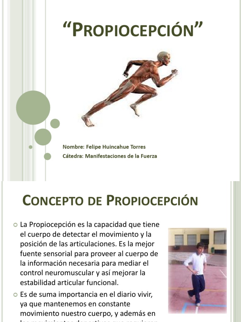 Propiocepción Completa | PDF | Músculo | Órgano (anatomía)