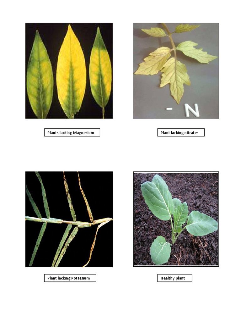Plant Lacking Nitrates Plants Lacking Magnesium | PDF