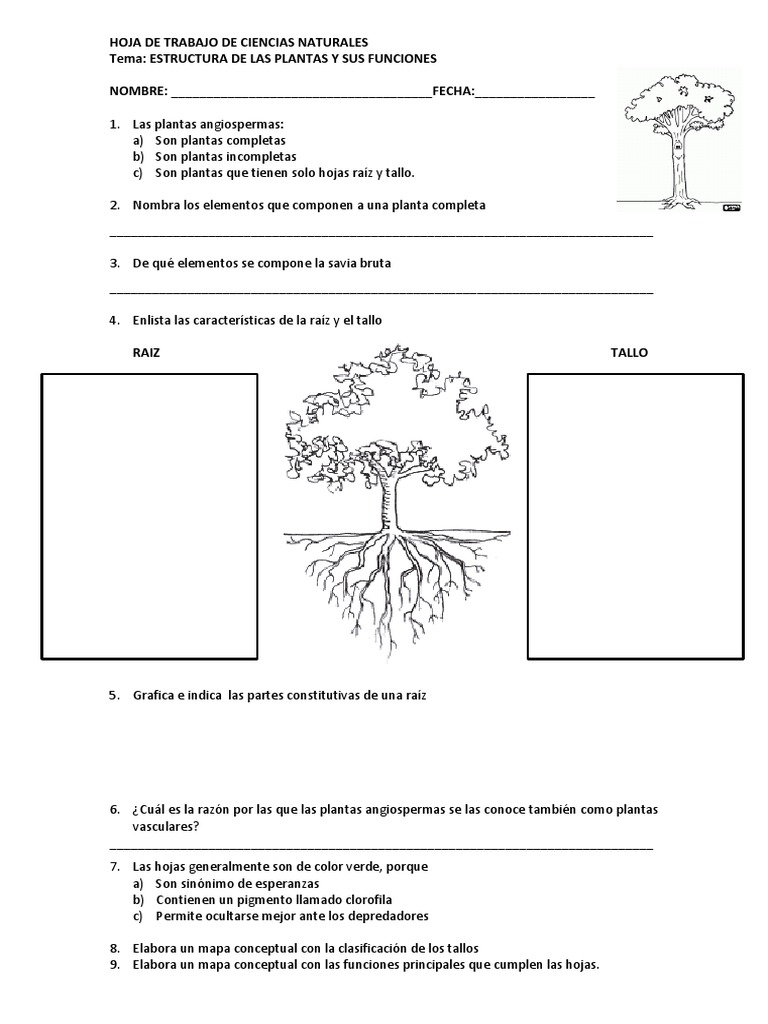 Partes De Las Plantas Hoja De Trabajo Grado 2
