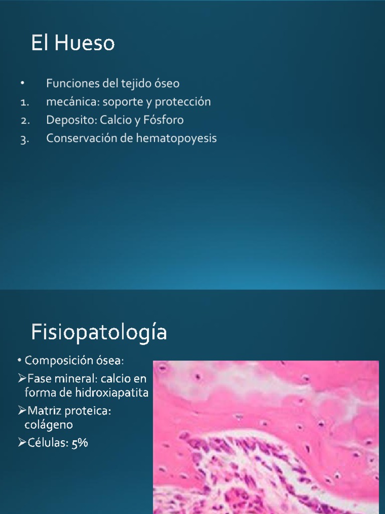 Formación Del Callo Óseo | PDF