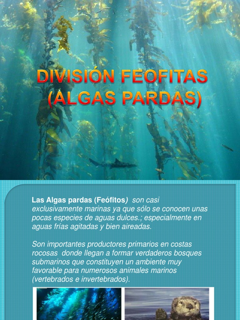 Algas Pardas | PDF | Algas | Eucariotas